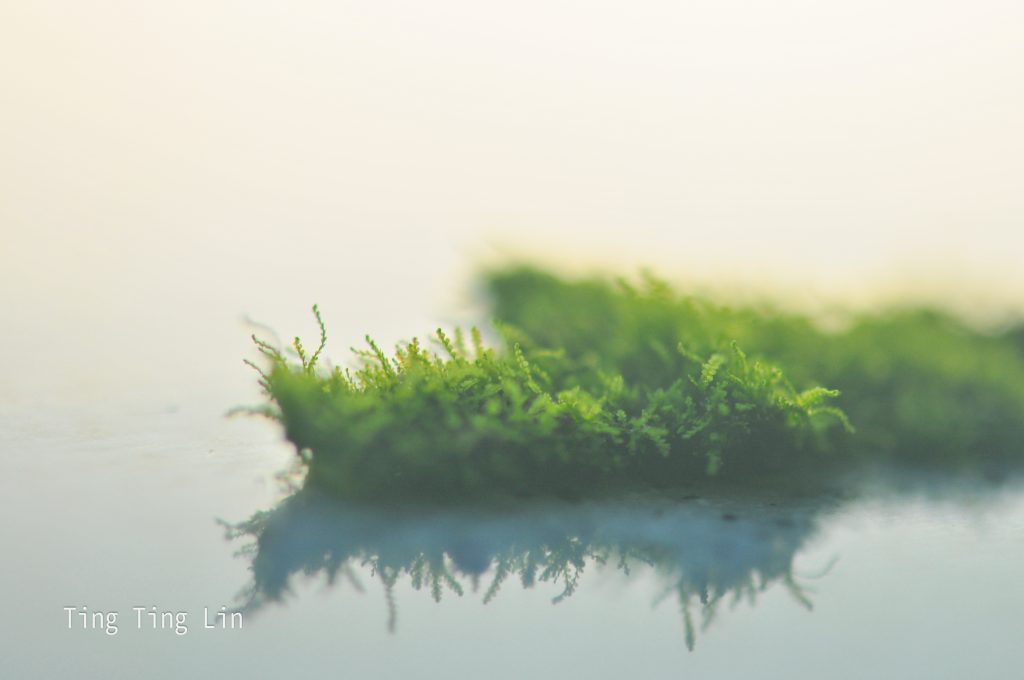 中研院の一隅 – Bryophytes