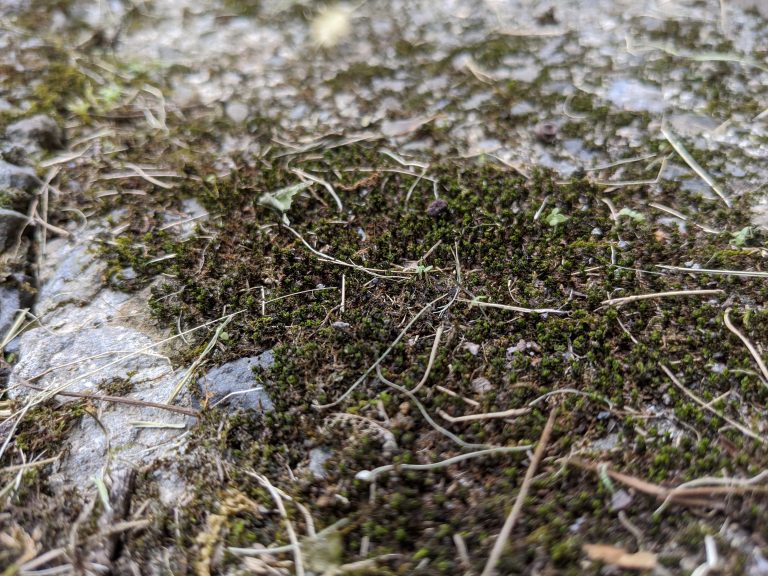 濕地苔屬 – Bryophytes