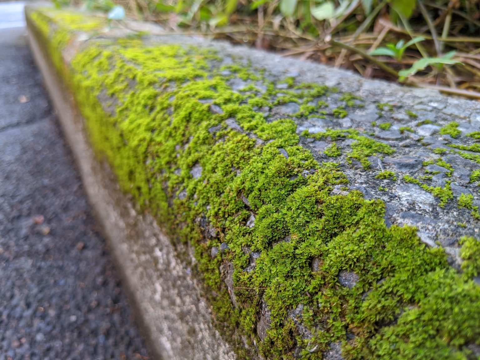 濕地苔屬 – Bryophytes