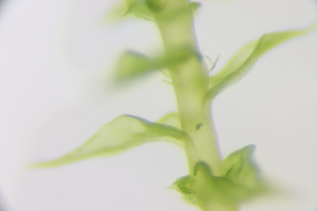 小羽苔屬 – Bryophytes