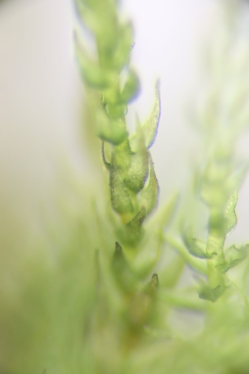 小羽苔屬 – Bryophytes