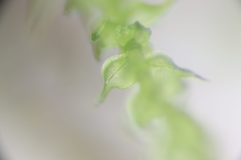 小羽苔屬 – Bryophytes