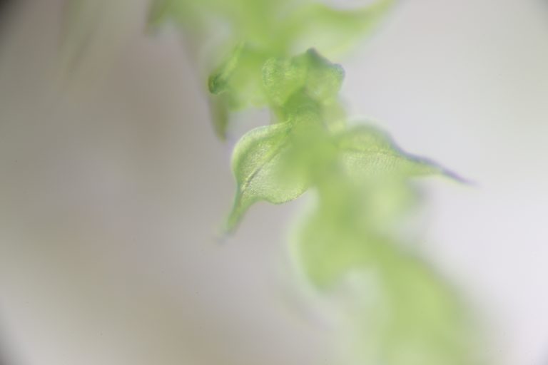 小羽苔屬 – Bryophytes