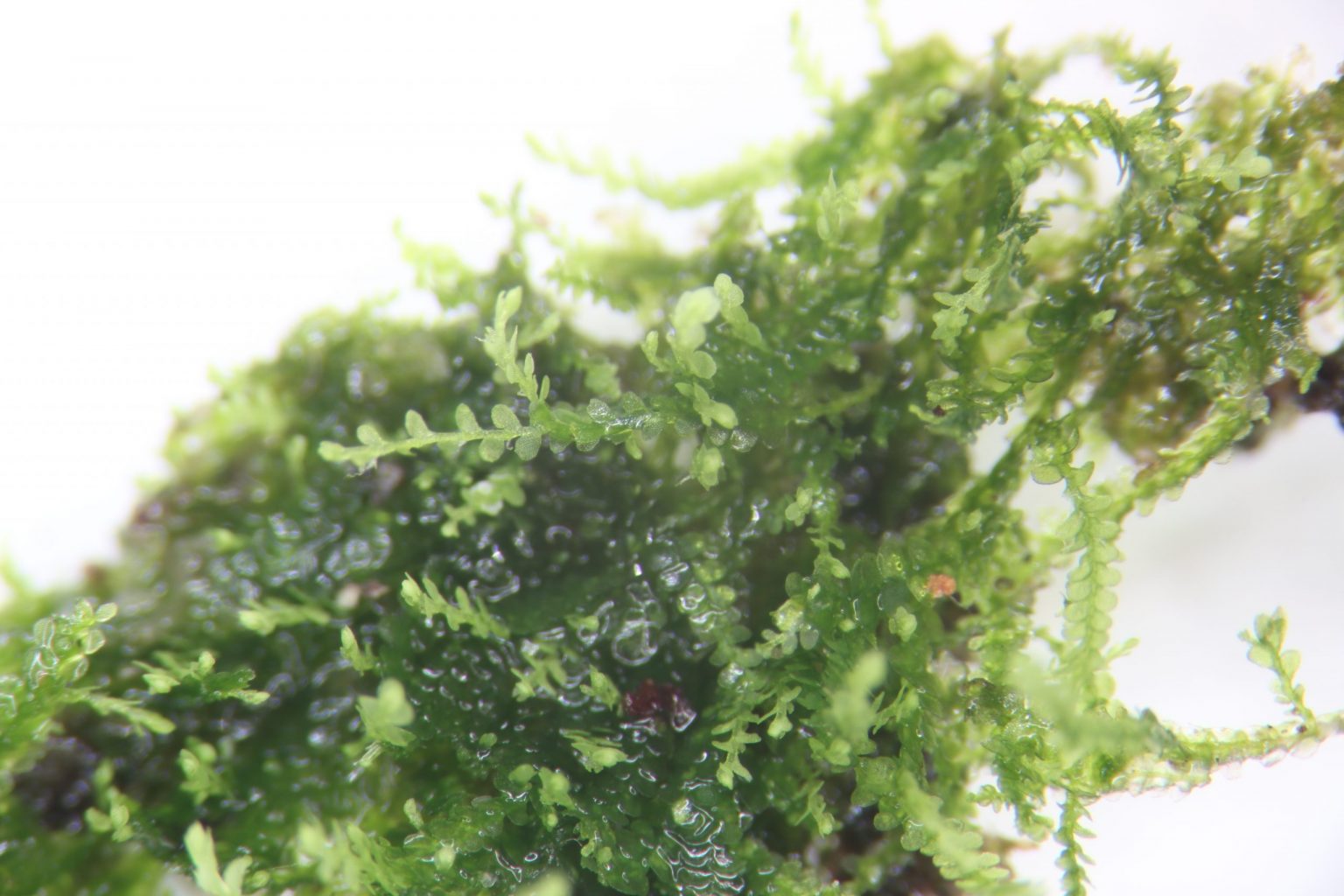 細鱗蘚屬 – Bryophytes